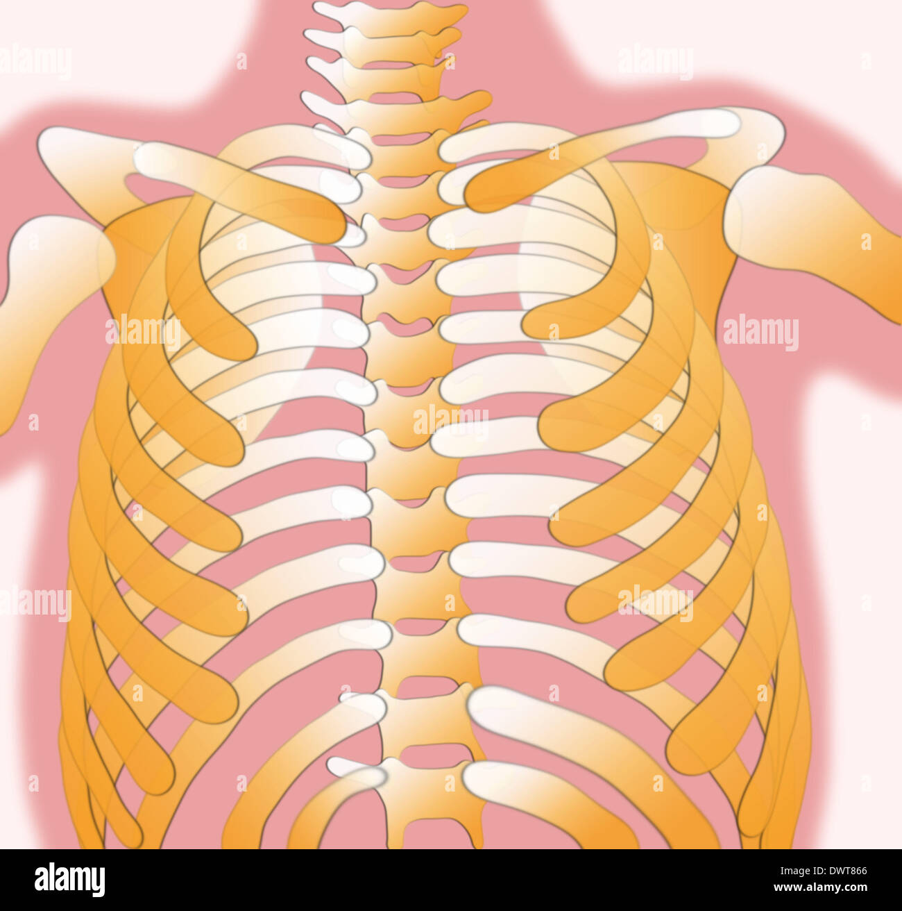 Thorax Drawing Stock Photos & Thorax Drawing Stock Images - Alamy