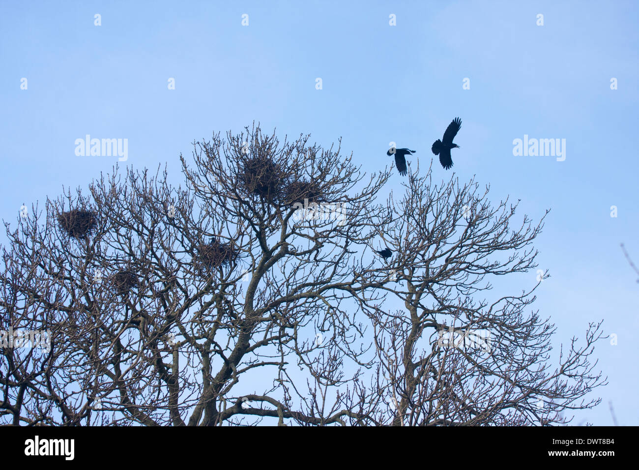 Rooks at a rookery Stock Photo - Alamy
