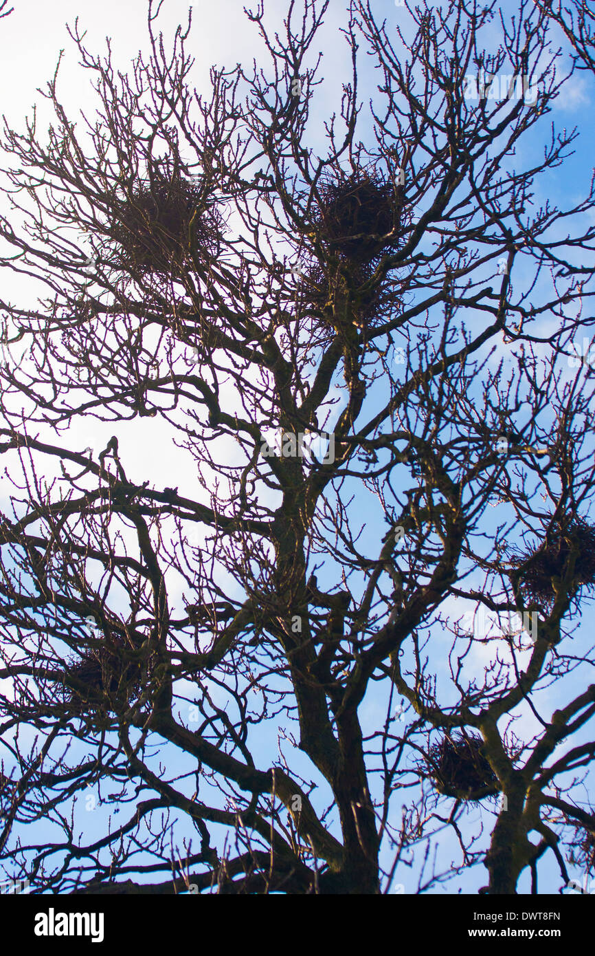 Rookery crow hi-res stock photography and images - Alamy