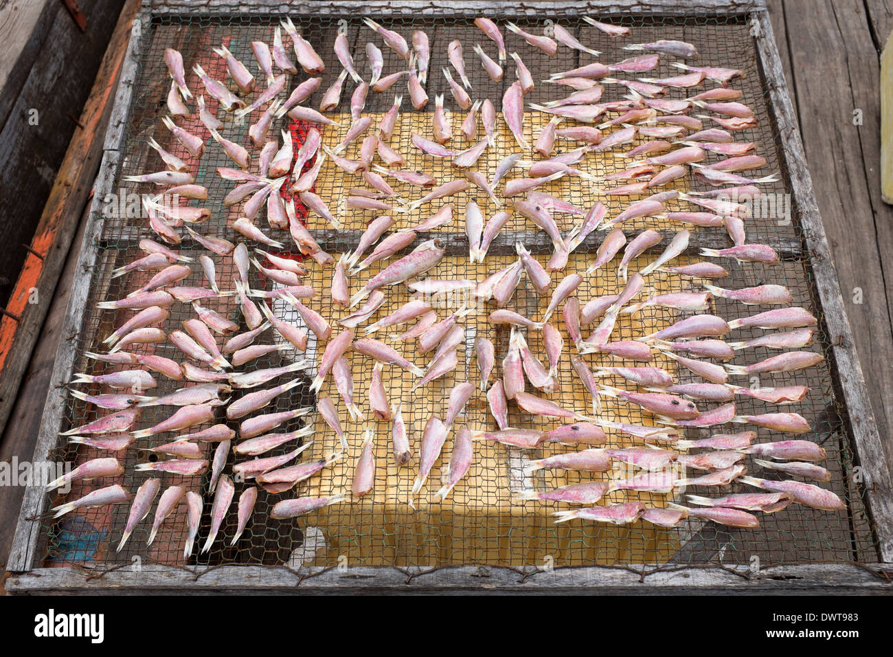 Fish Drying on Rack Phu Quoc Island Vietnam Stock Photo - Alamy