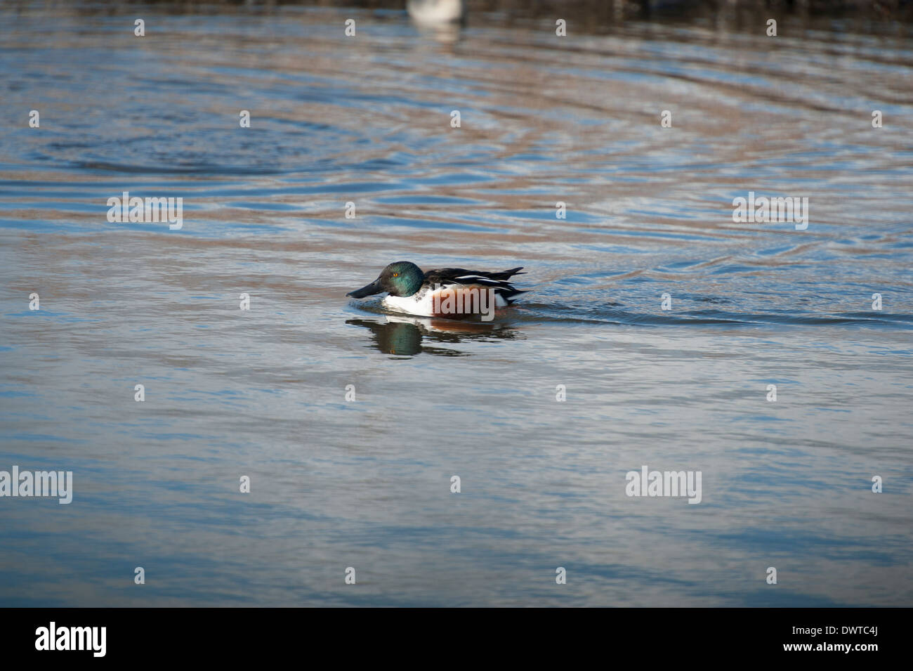 Shoveller duck hi-res stock photography and images - Alamy