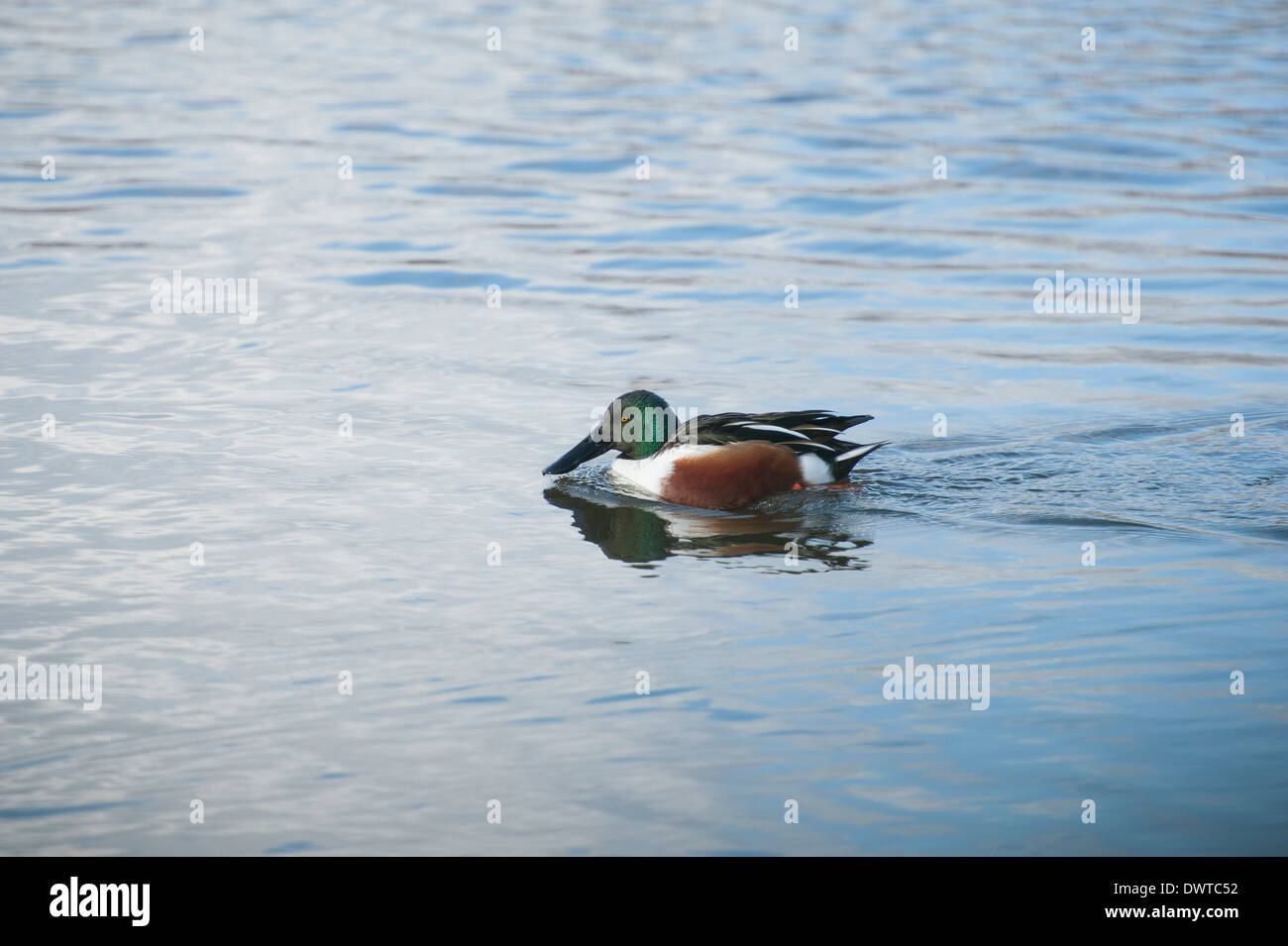 Shoveller duck hi-res stock photography and images - Alamy