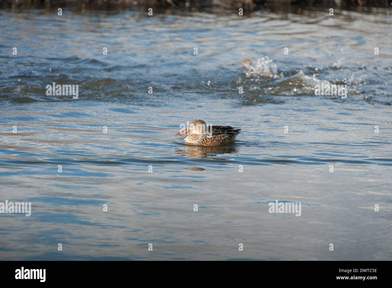 Shoveller duck hi-res stock photography and images - Alamy