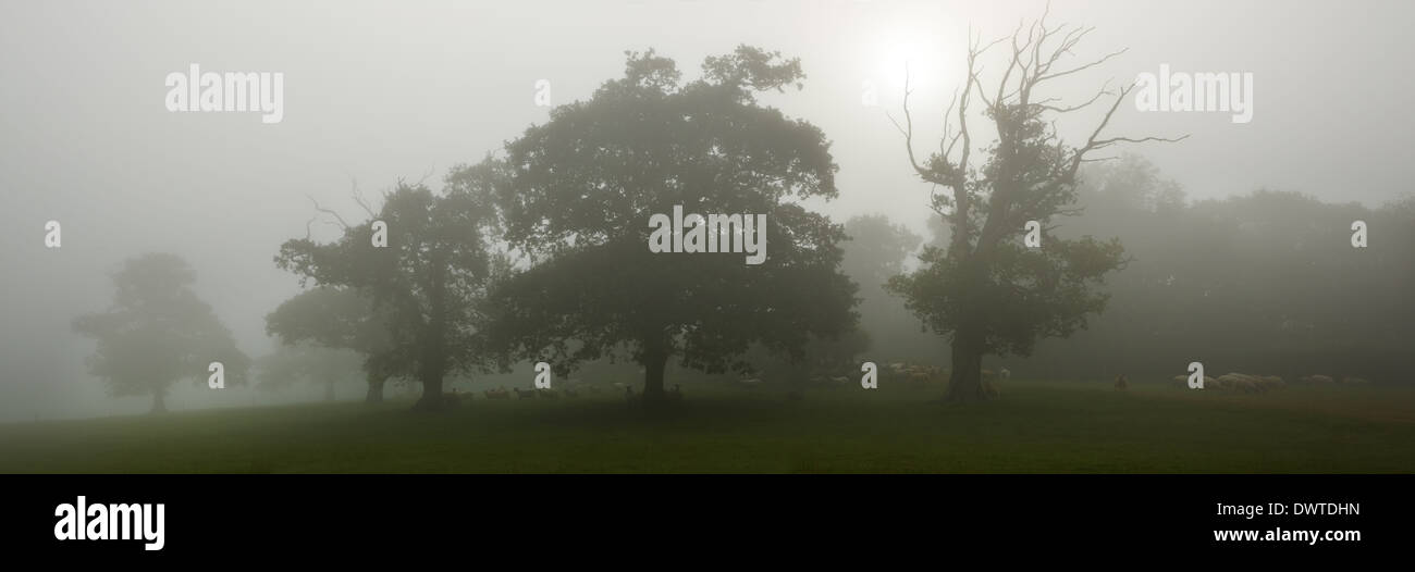 Stitched Panorama Oak trees on a misty morning Stock Photo - Alamy
