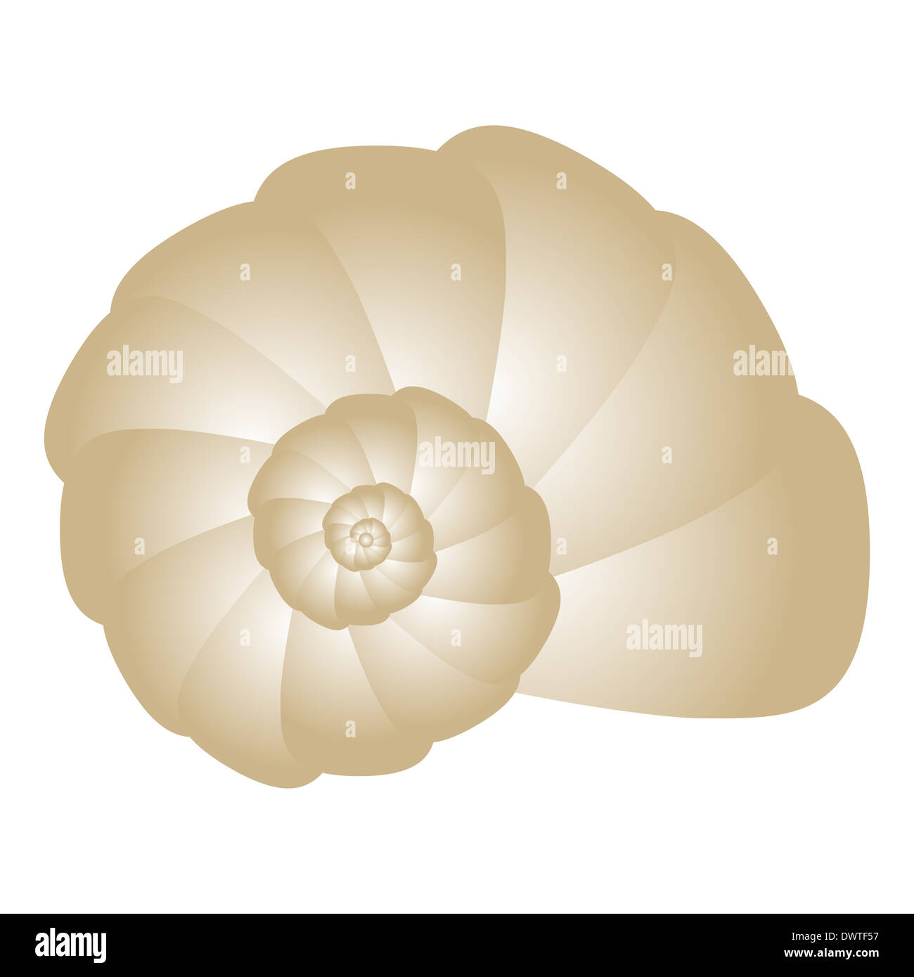Vector illustration of seashell Stock Photo - Alamy