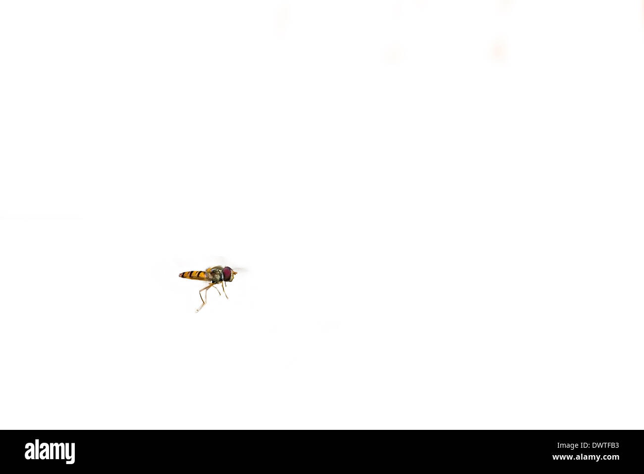 A little insect flying Stock Photo - Alamy