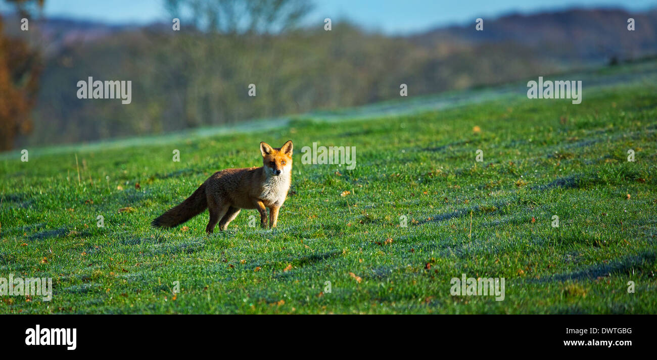 Fox (vulpus vulpus Stock Photo - Alamy