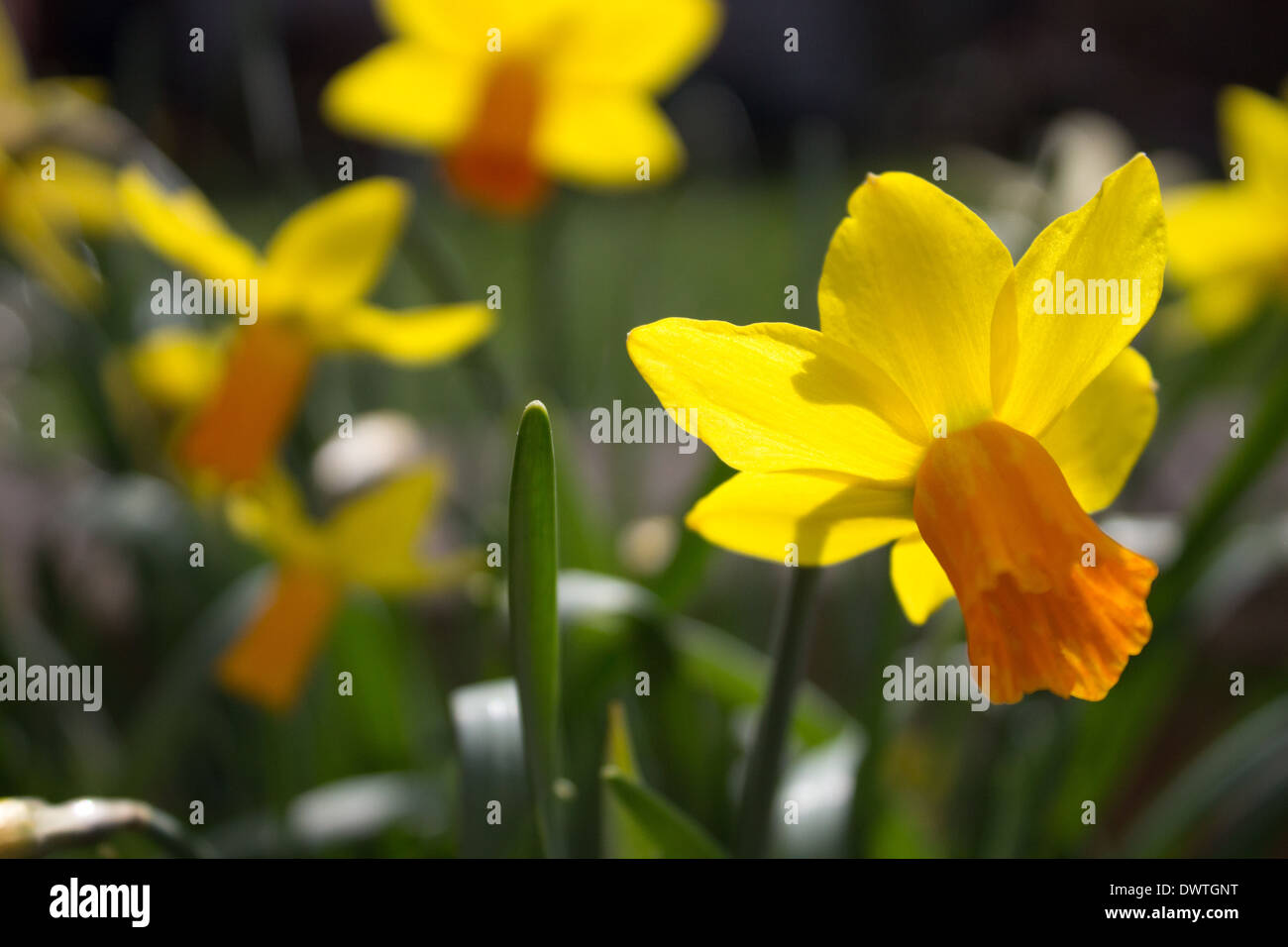 Multi head daffodil hi-res stock photography and images - Alamy