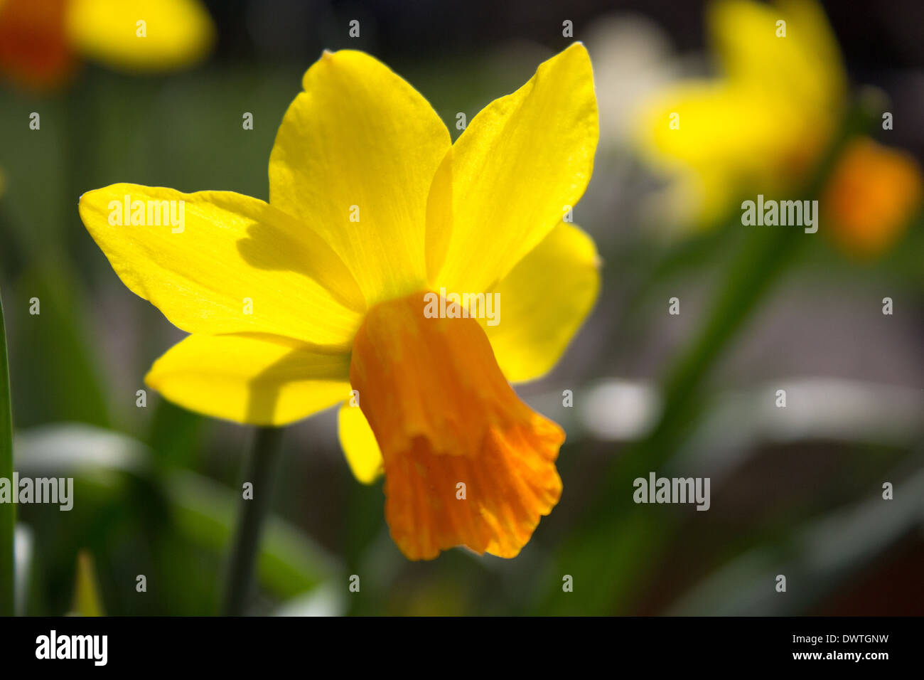 Multi head daffodil hi-res stock photography and images - Alamy
