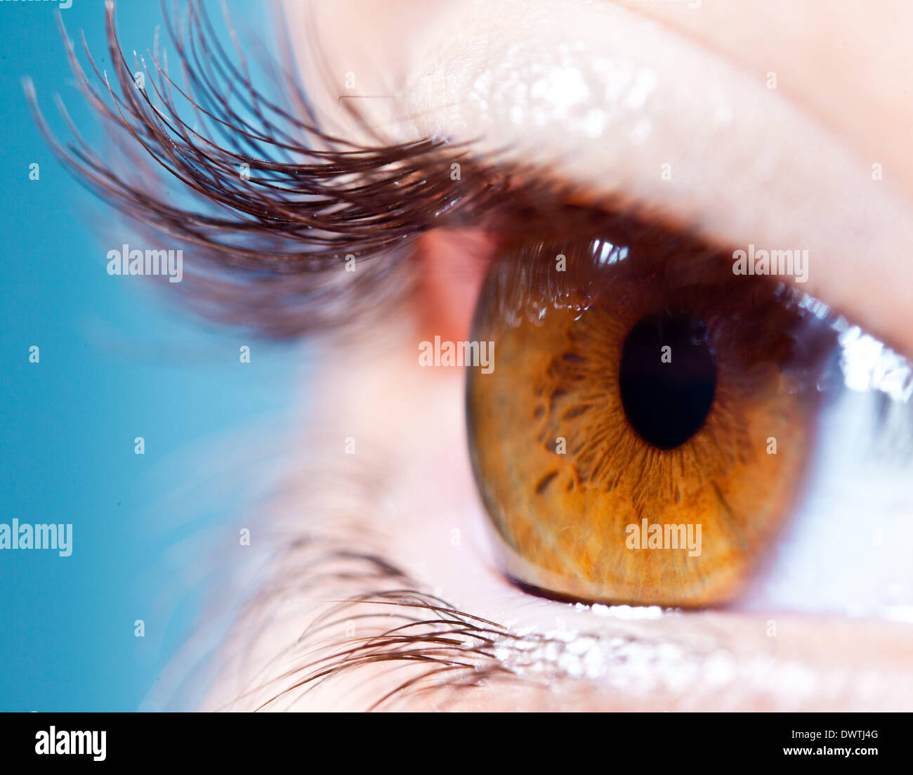 Uvea eyes anatomy hi-res stock photography and images - Alamy