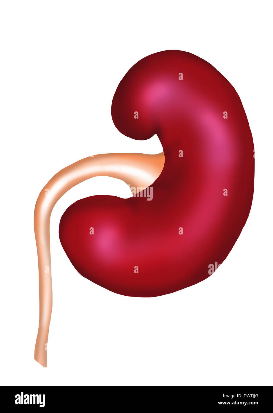 Kidney drawing hi-res stock photography and images - Alamy
