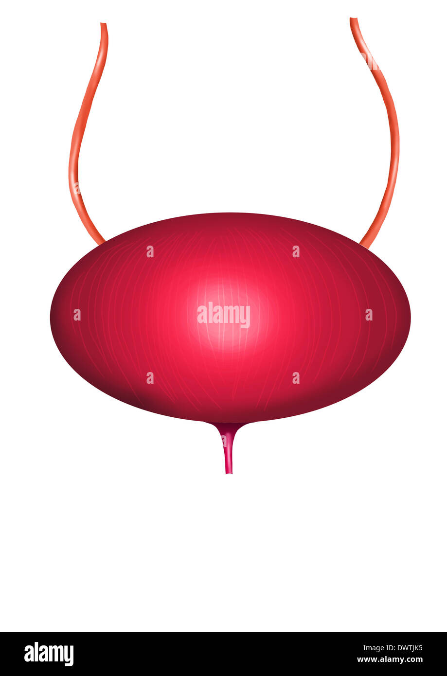 Bladder drawing hi-res stock photography and images - Alamy