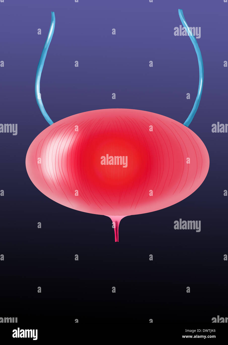 Bladder drawing hi-res stock photography and images - Alamy