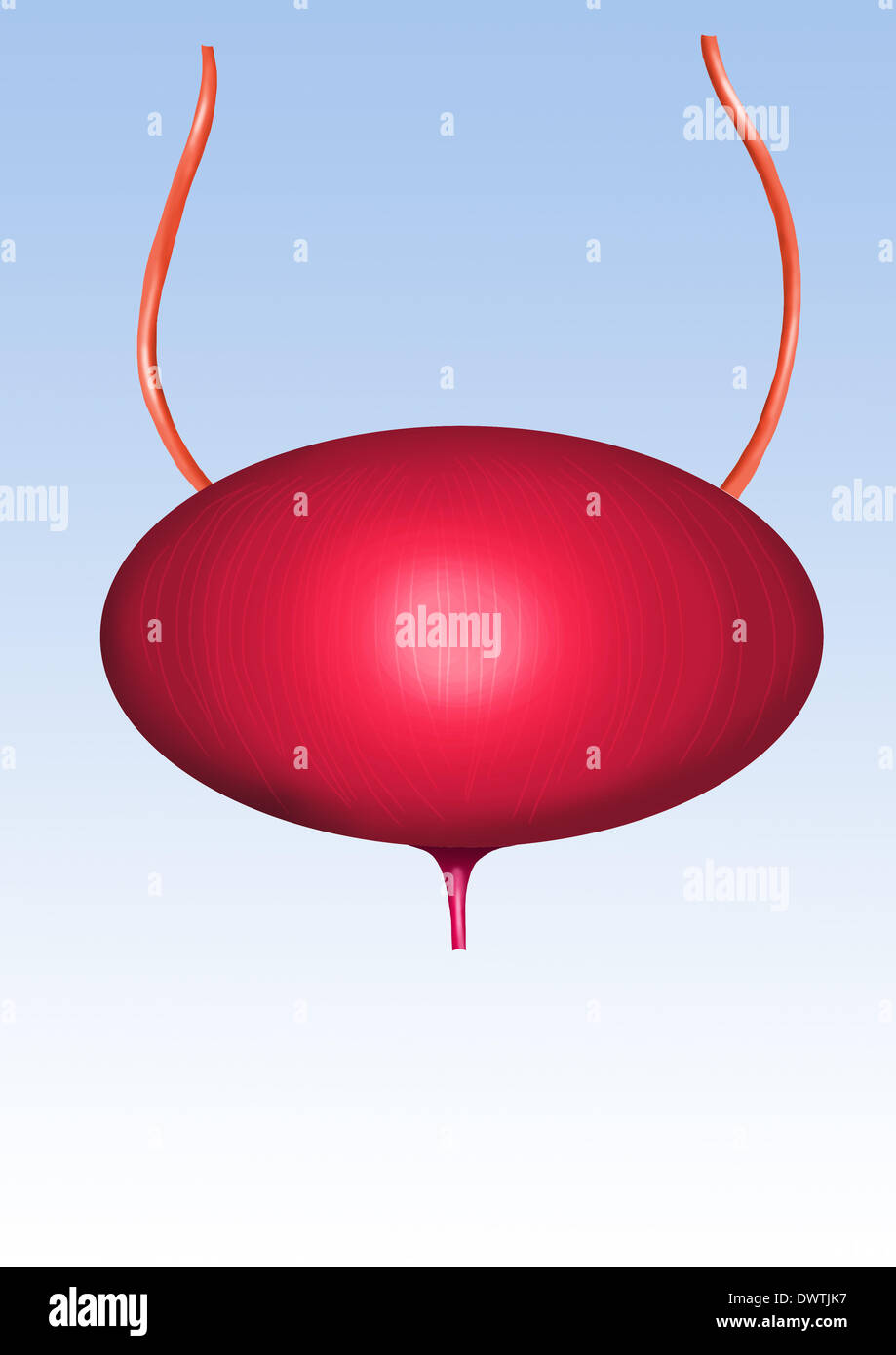 Bladder drawing hi-res stock photography and images - Alamy