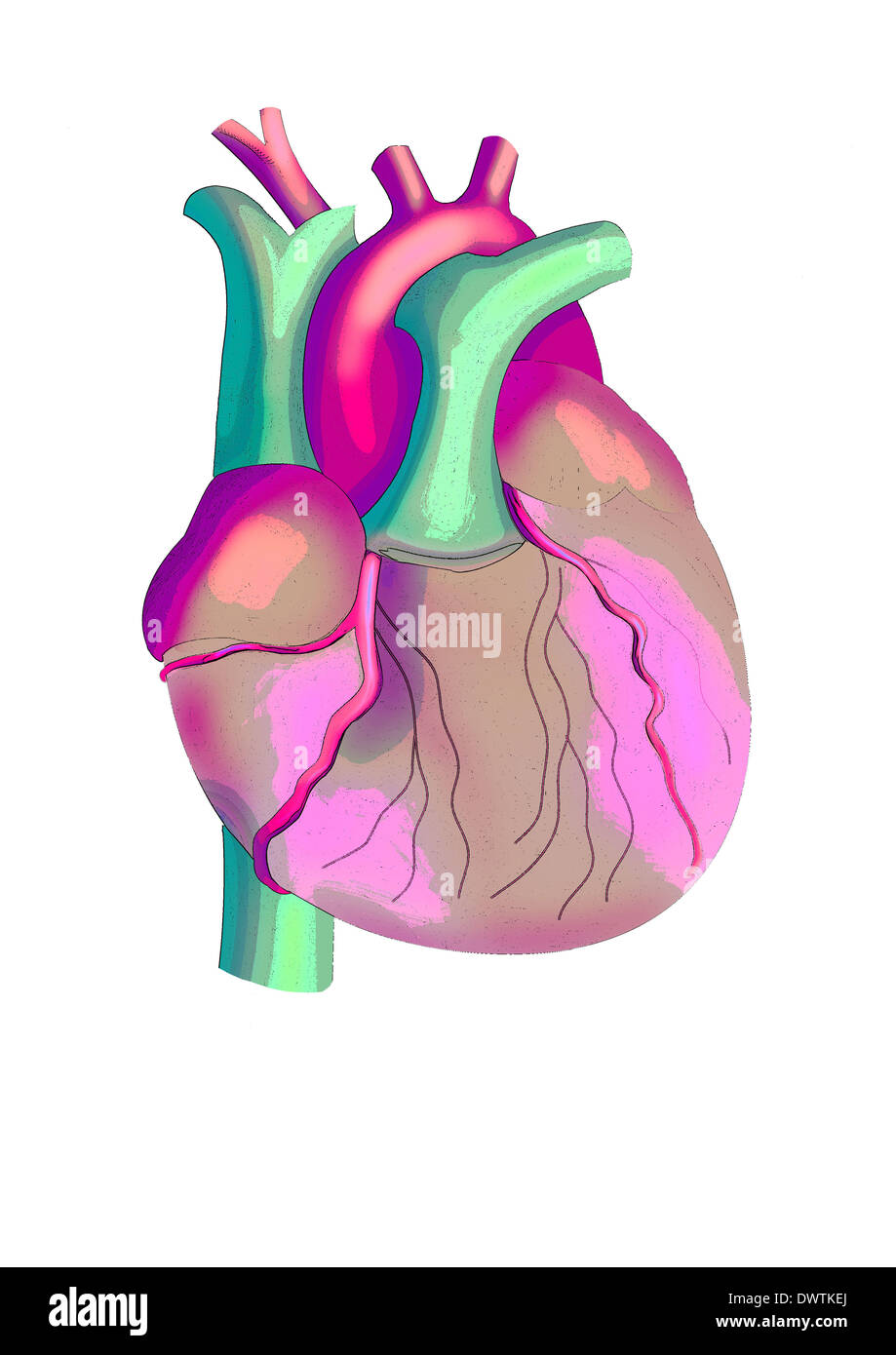 Cardio vascular Cut Out Stock Images & Pictures - Alamy
