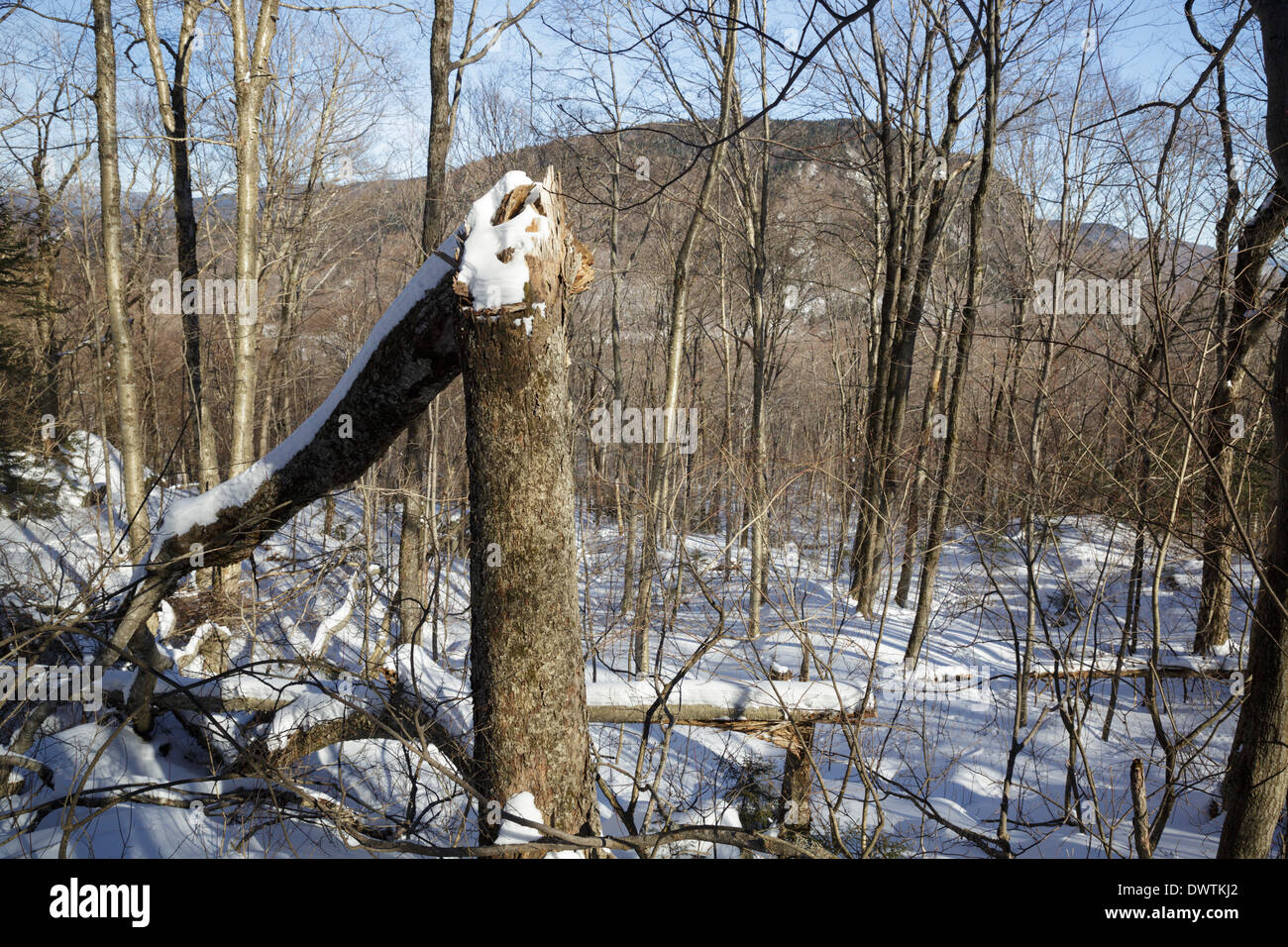 Snapped birch tree in Kinsman Notch of the White Mountains, New ...
