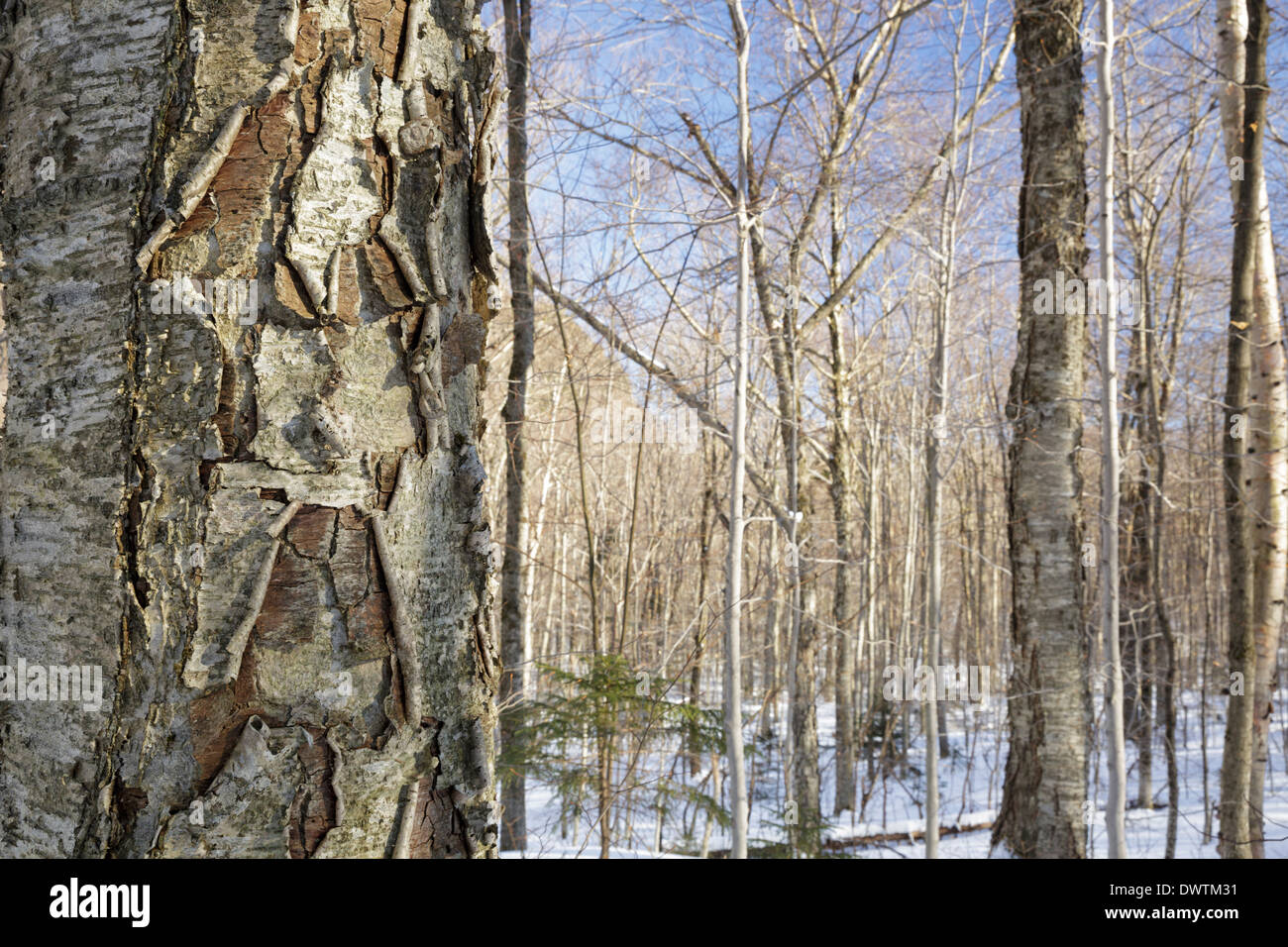 Birch tree in Kinsman Notch of the White Mountains, New Hampshire USA ...