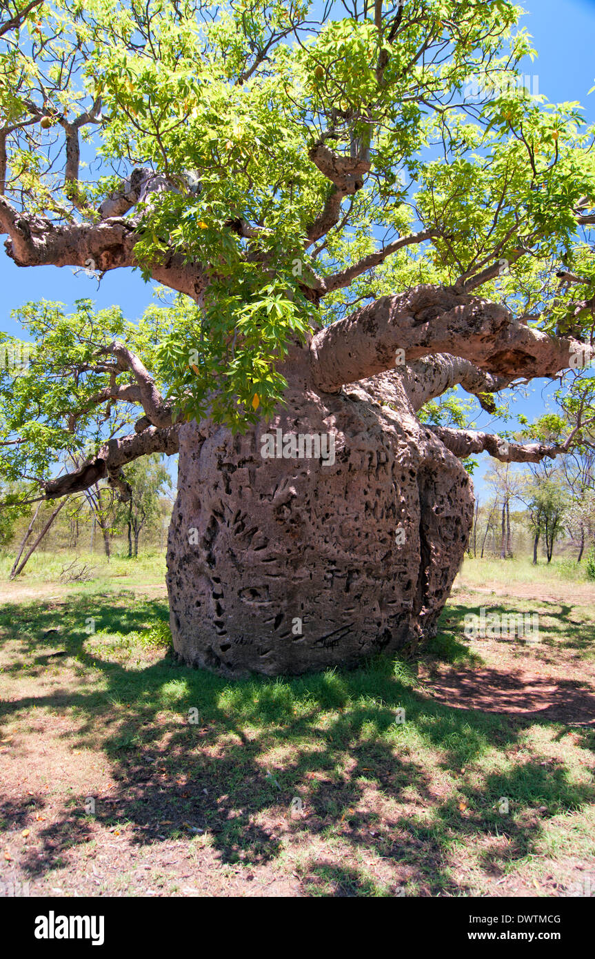 The boab prison tree hi-res stock photography and images - Alamy