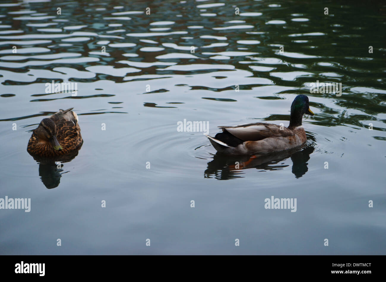 ducks on water Stock Photo - Alamy