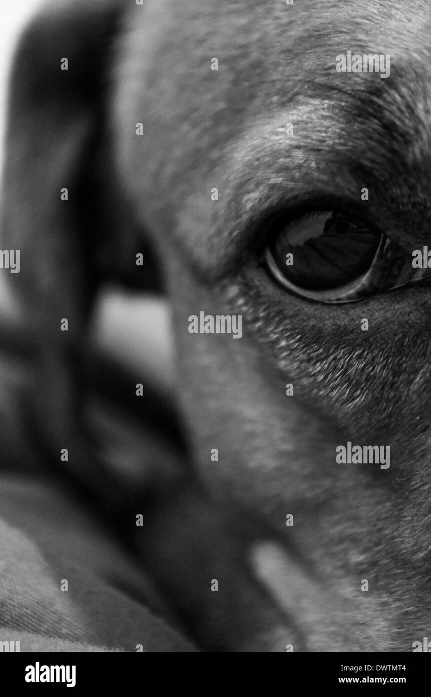 Dog eye close up Black and White Stock Photos & Images - Alamy