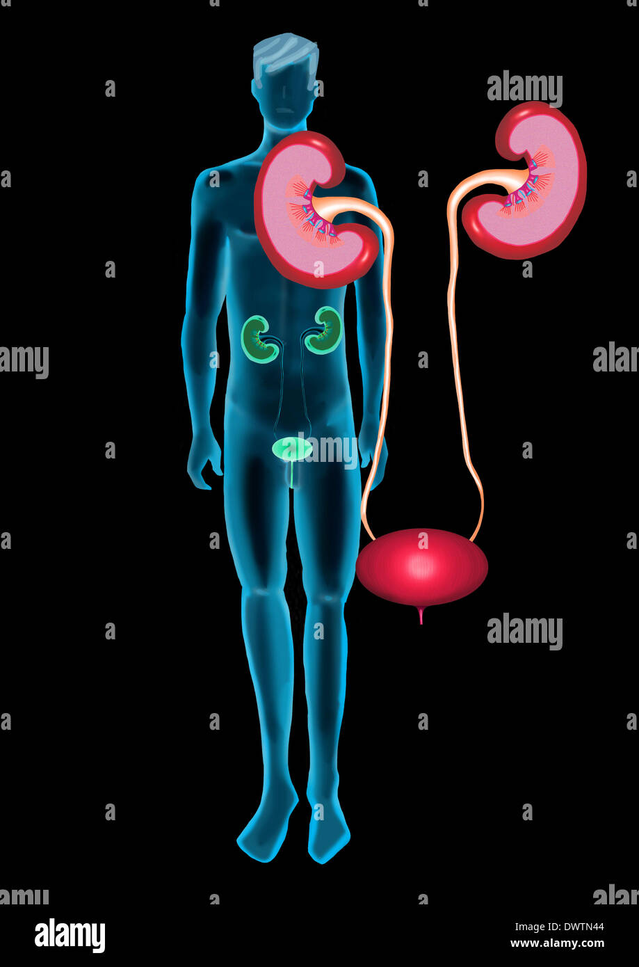 Urinary system drawing Stock Photo - Alamy