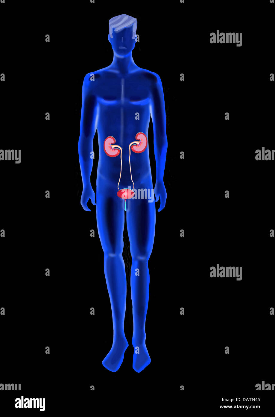 Urinary system drawing Stock Photo - Alamy