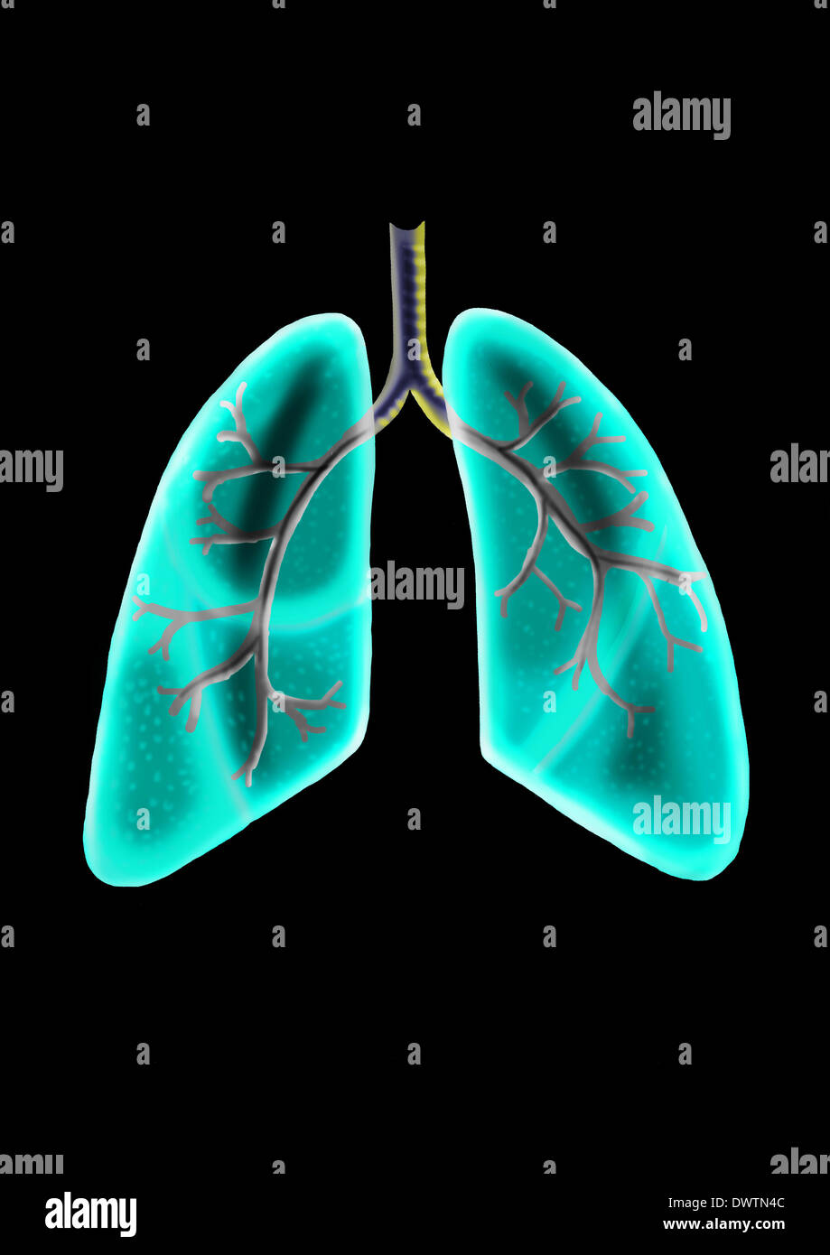 Lung Drawing High Resolution Stock Photography and Images - Alamy