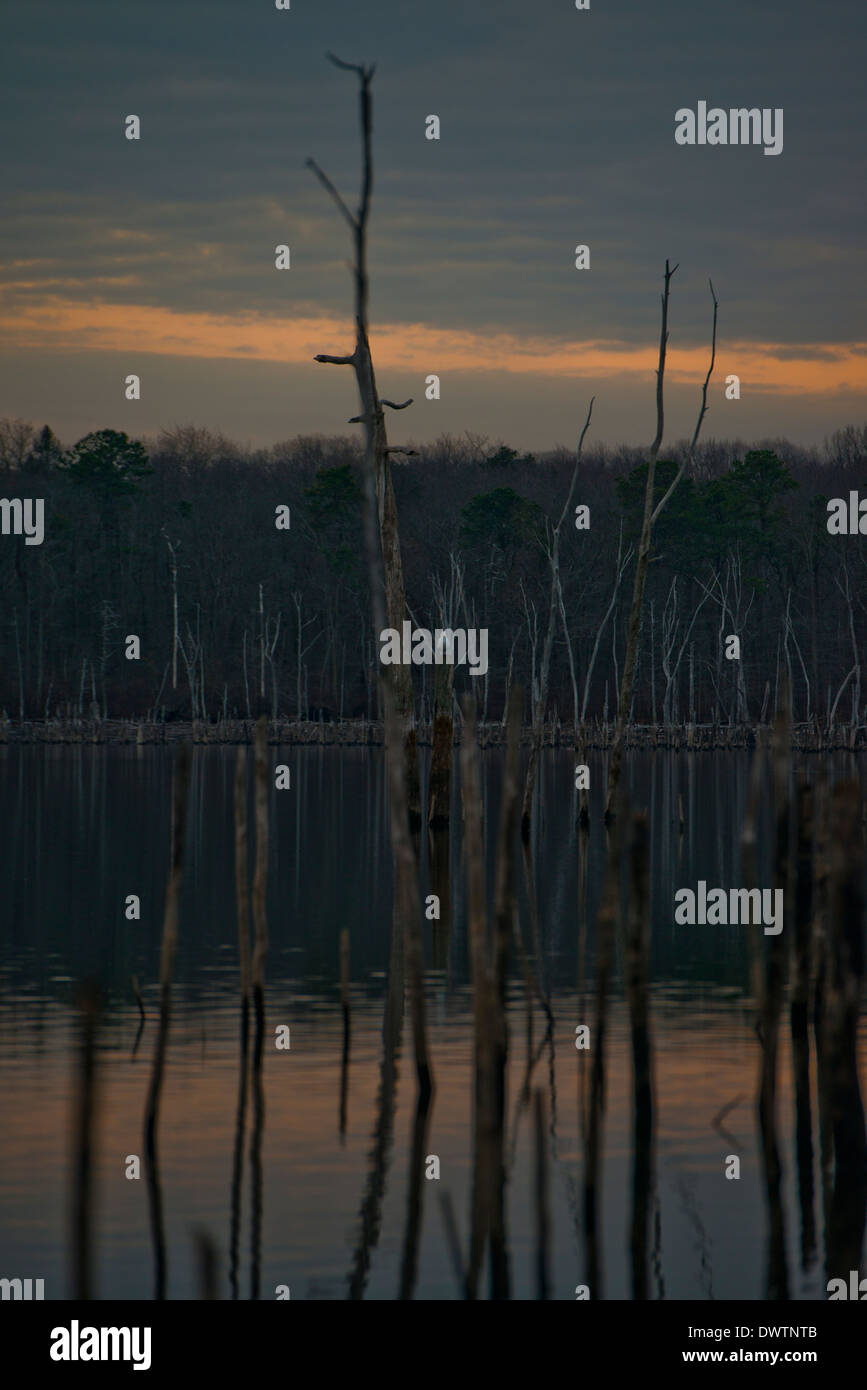 Trees lake sunset hi-res stock photography and images - Alamy