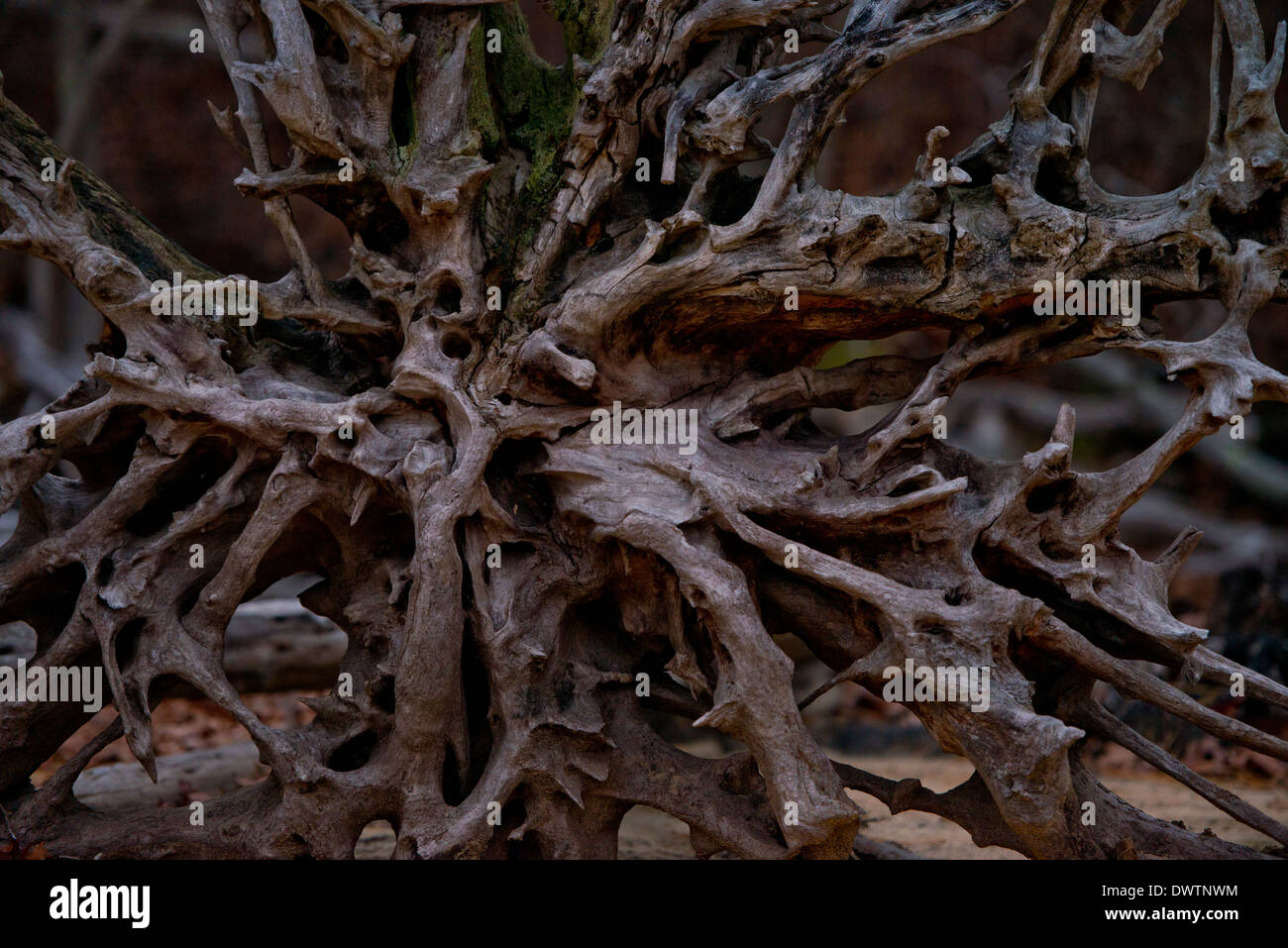 root, tree, wood Stock Photo - Alamy