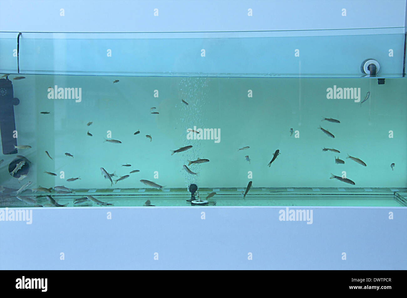 Freshwater fish treatment hi-res stock photography and images - Alamy