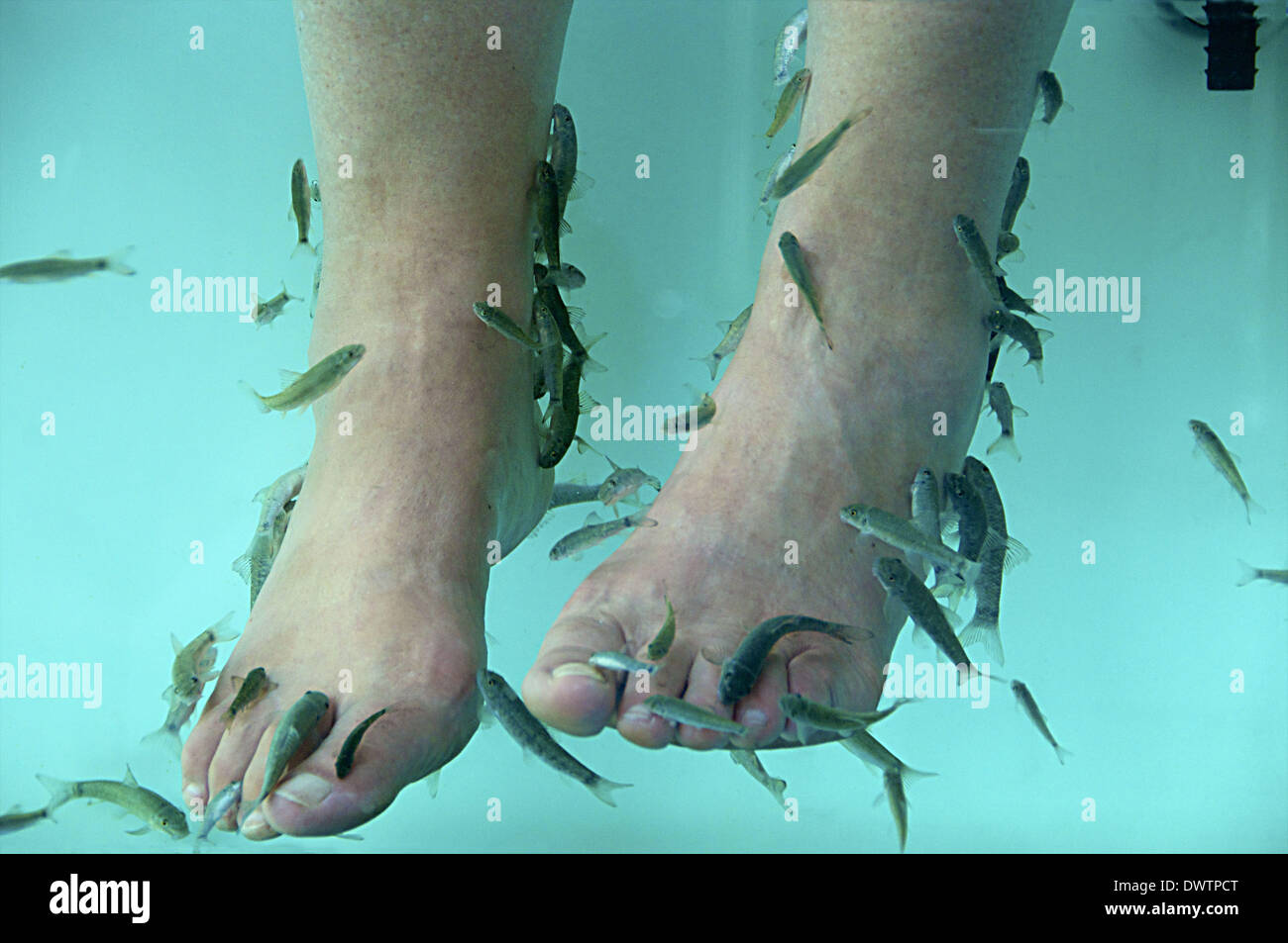 Freshwater fish treatment hi-res stock photography and images - Alamy