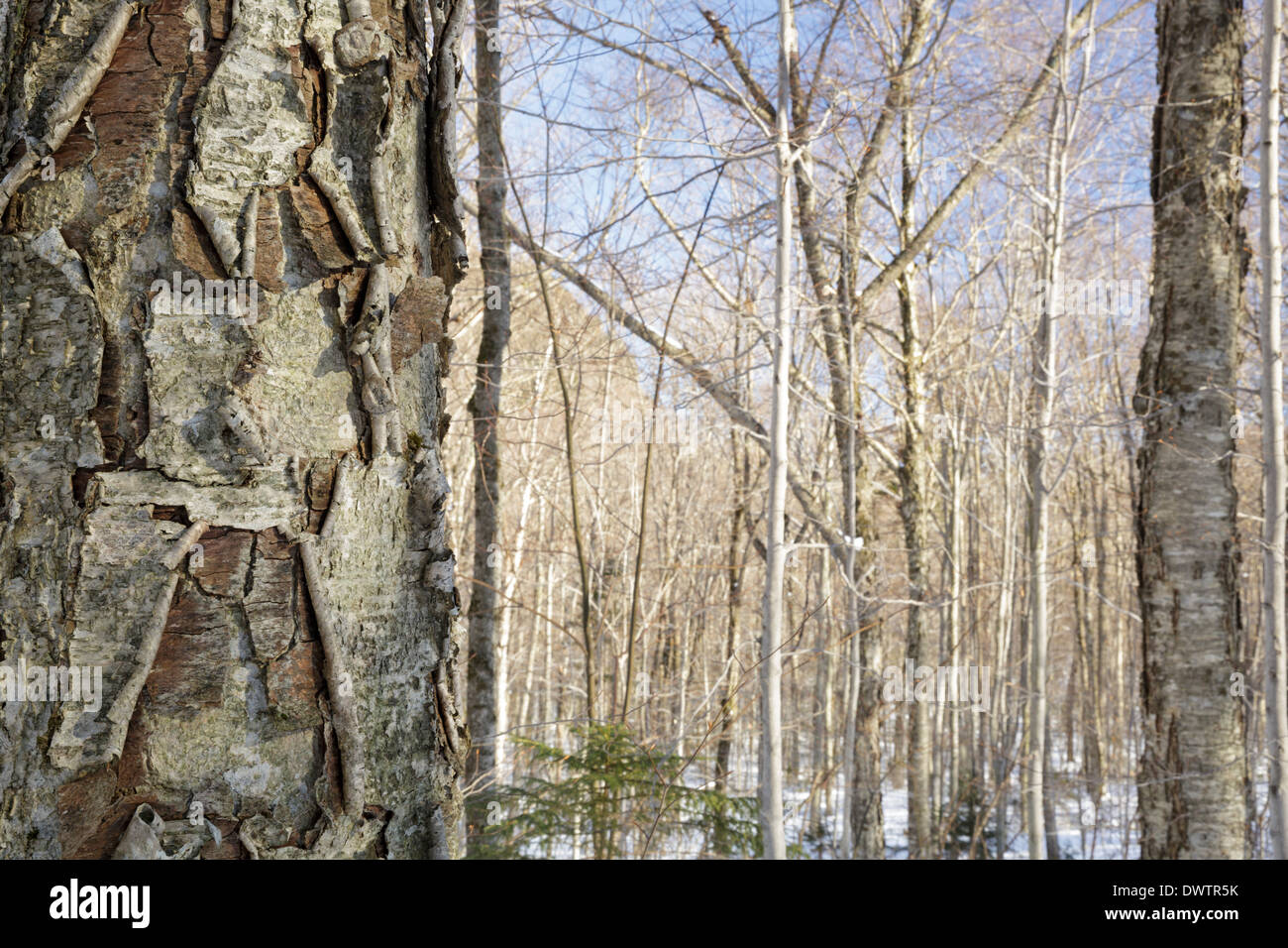 Birch tree in Kinsman Notch of the White Mountains, New Hampshire USA ...