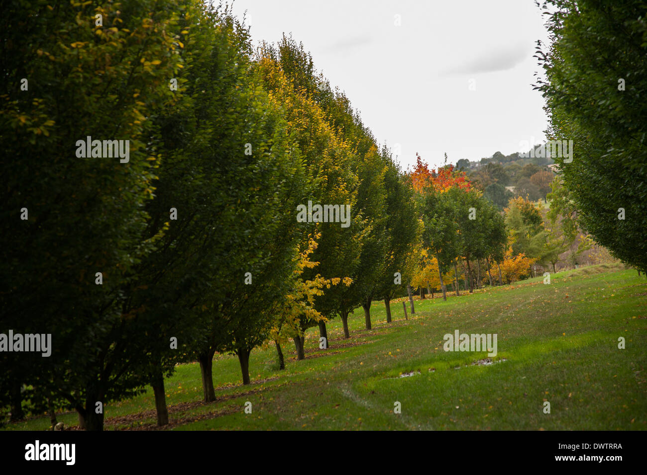 Avenue of trees Stock Photo - Alamy