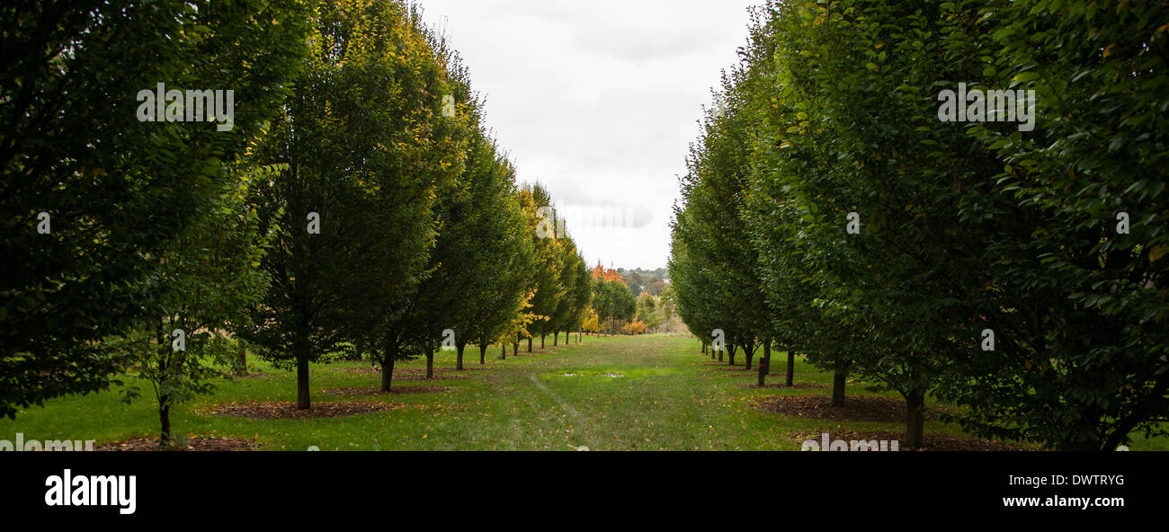 Tree line england hi-res stock photography and images - Alamy