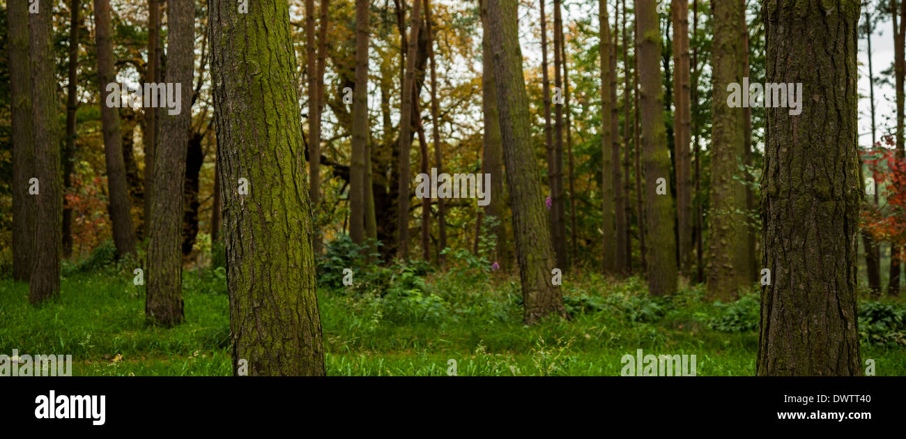 close up of tree trunks in English woodlands, UK Stock Photo - Alamy