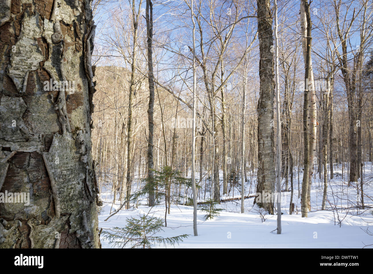 Birch tree in Kinsman Notch of the White Mountains, New Hampshire USA ...