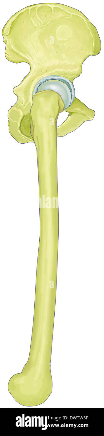 Hip drawing hi-res stock photography and images - Alamy