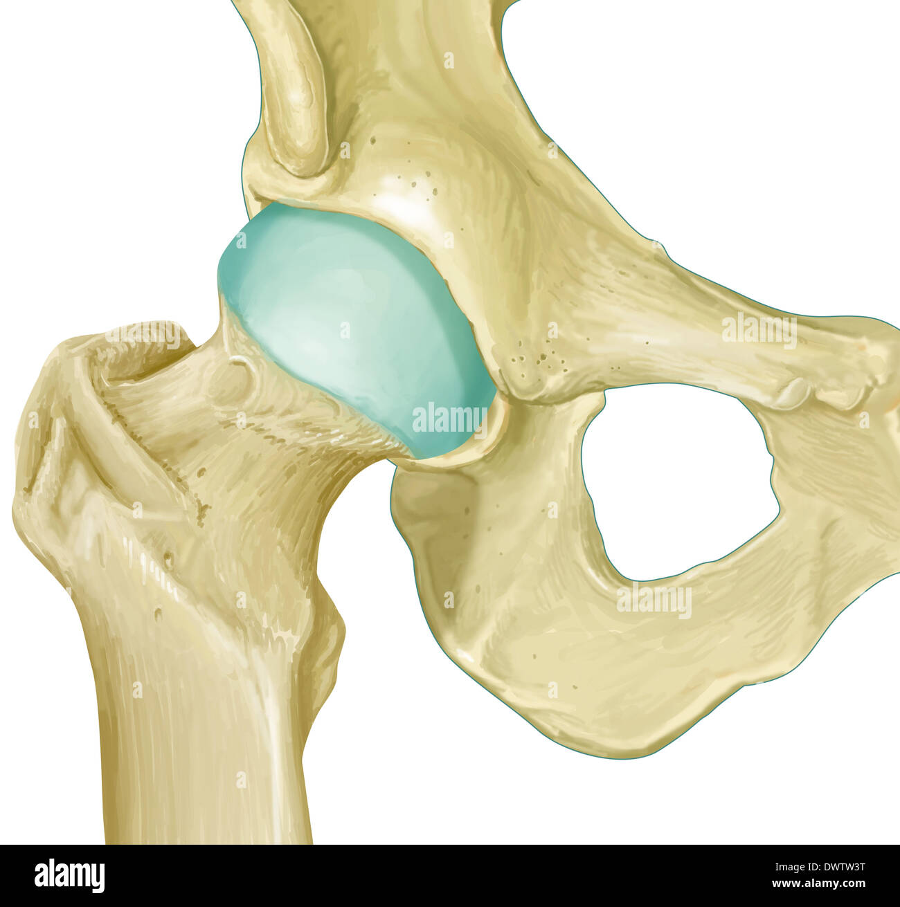 Obturator High Resolution Stock Photography and Images - Alamy