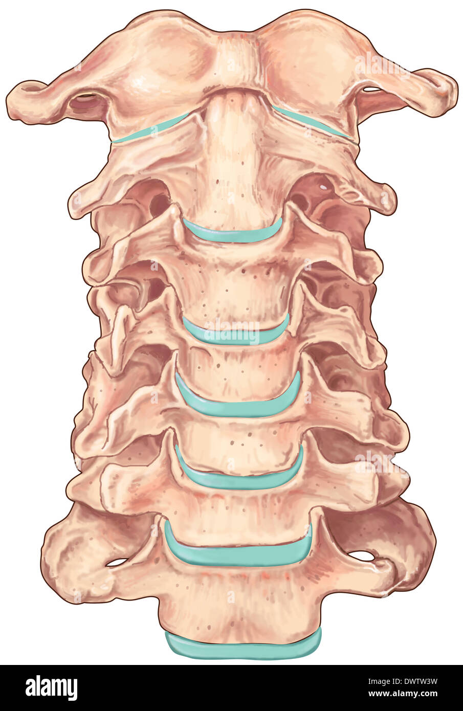 Axis vertebra and human hi-res stock photography and images - Alamy