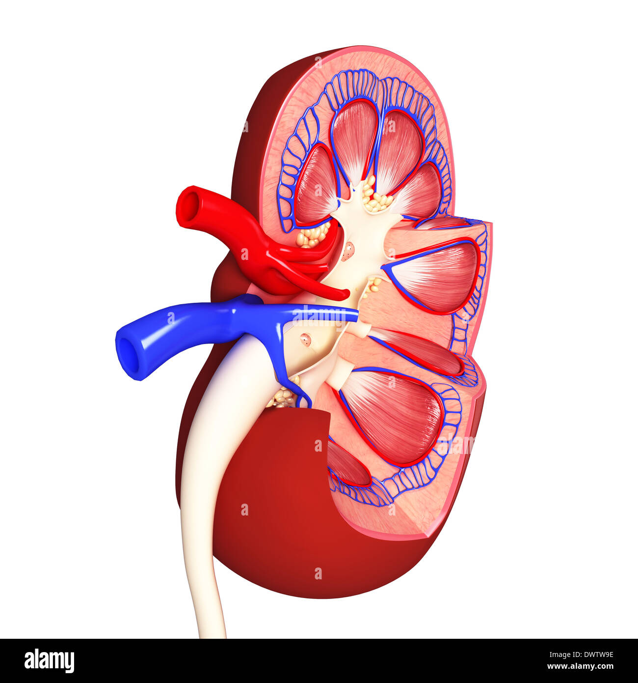 Blood circulation kidney drawing Stock Photo - Alamy
