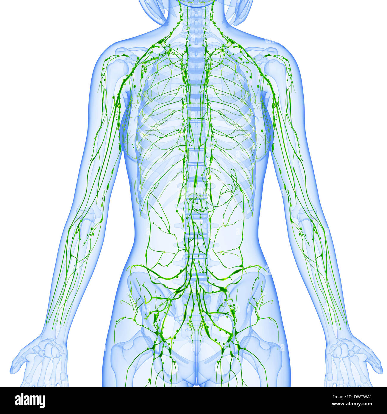 Lymphatic system abdomen drawing Stock Photo - Alamy