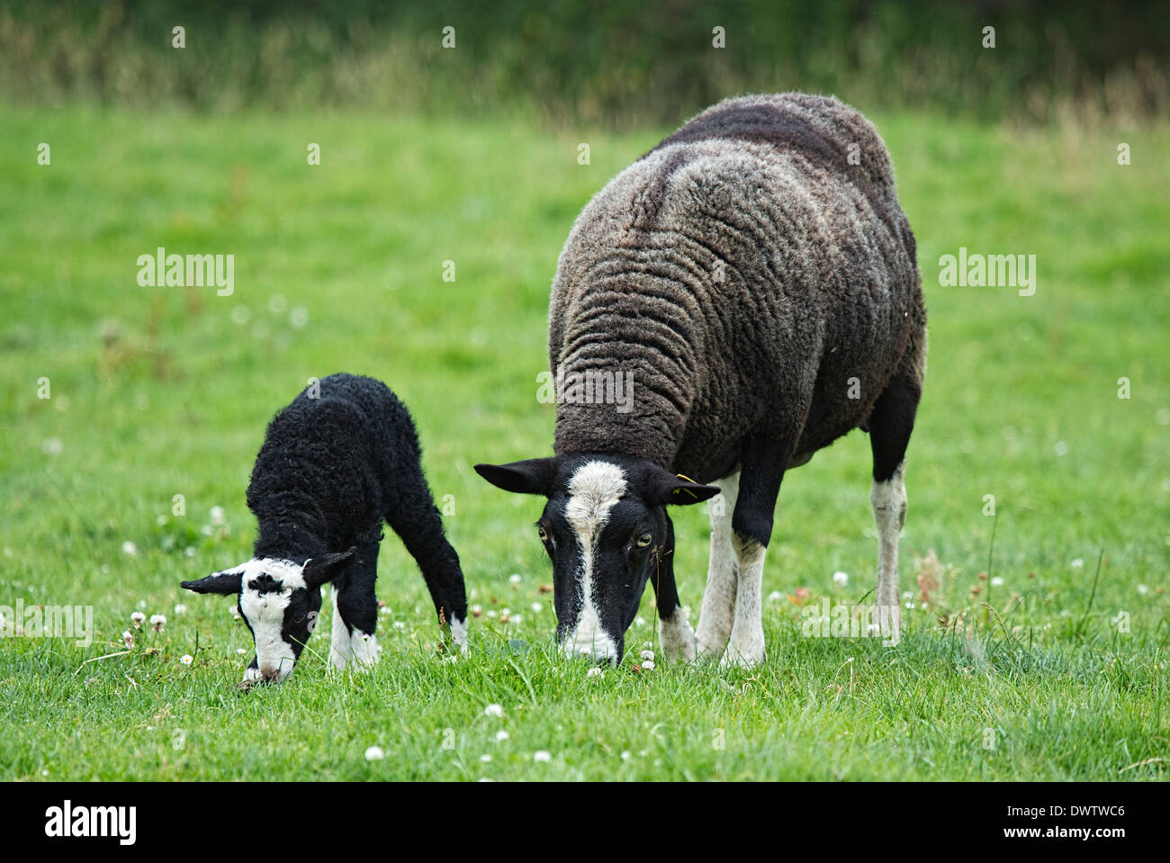 Sheep farm farming hi-res stock photography and images - Alamy