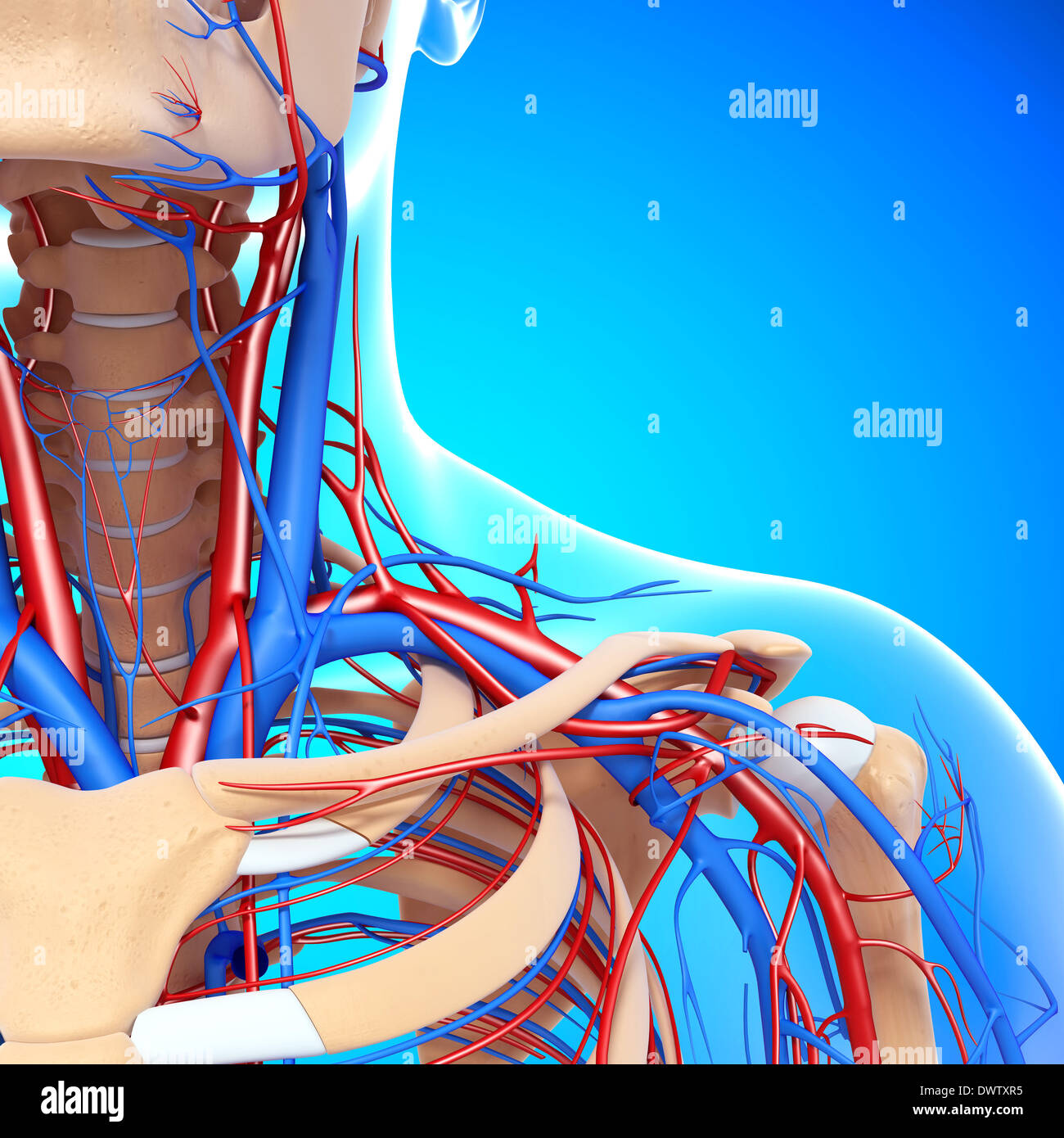 Blood circulation shoulder drawing Stock Photo - Alamy