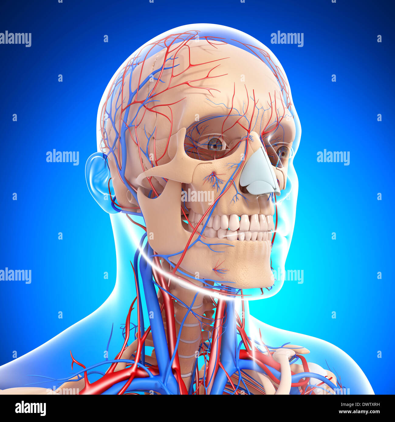 Blood circulation neck head drawing hi-res stock photography and images ...