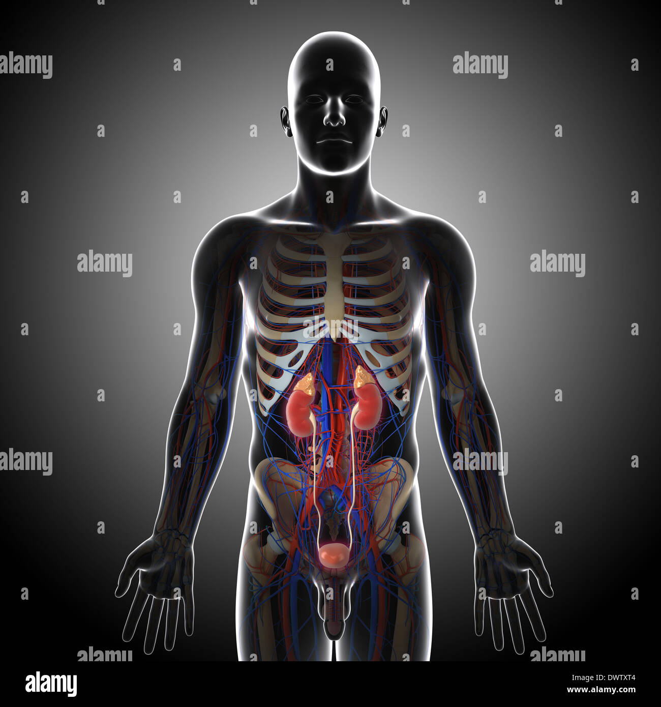 Blood circulation urinary system drawing Stock Photo - Alamy