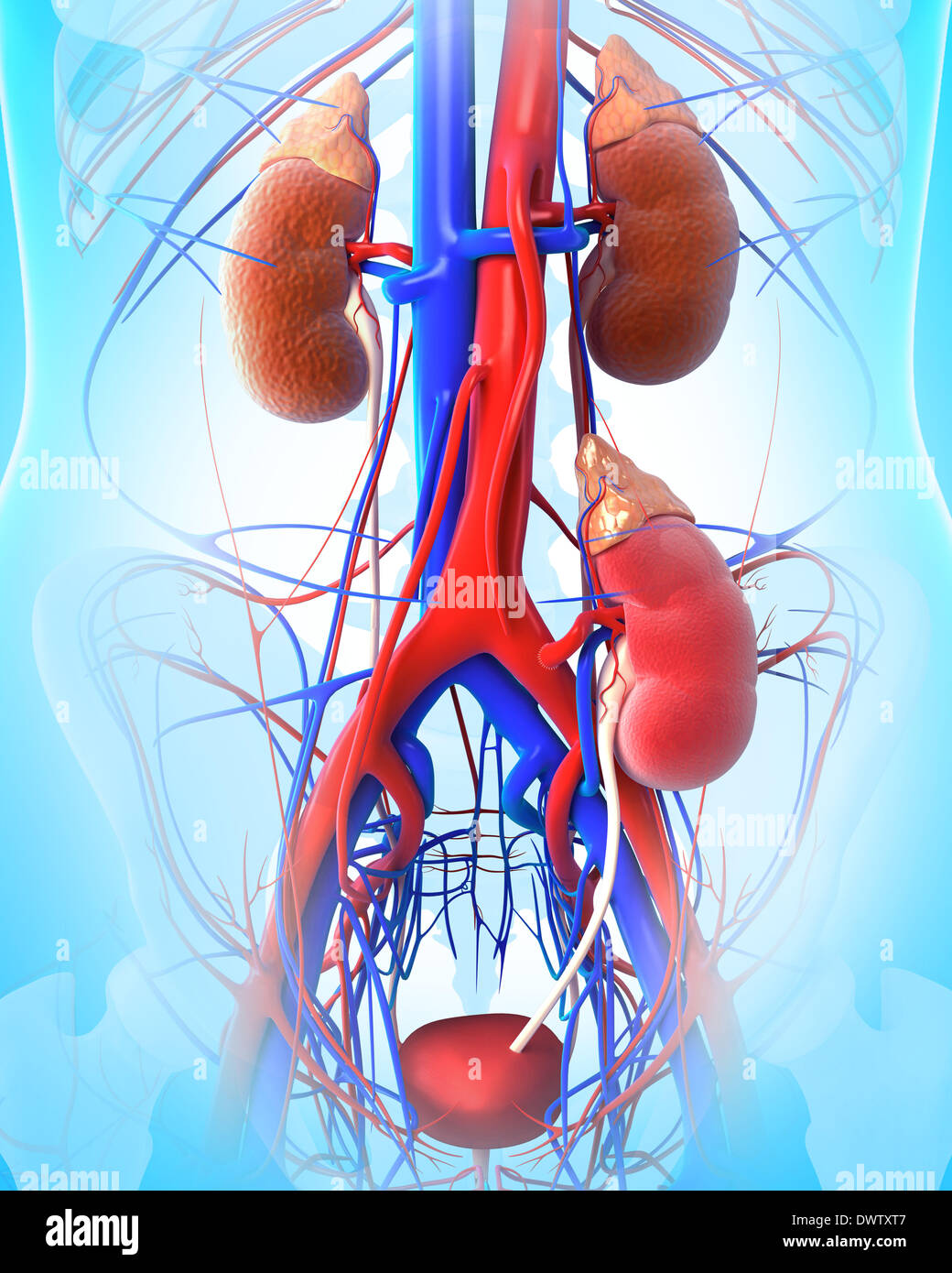 Kidney drawing hi-res stock photography and images - Alamy