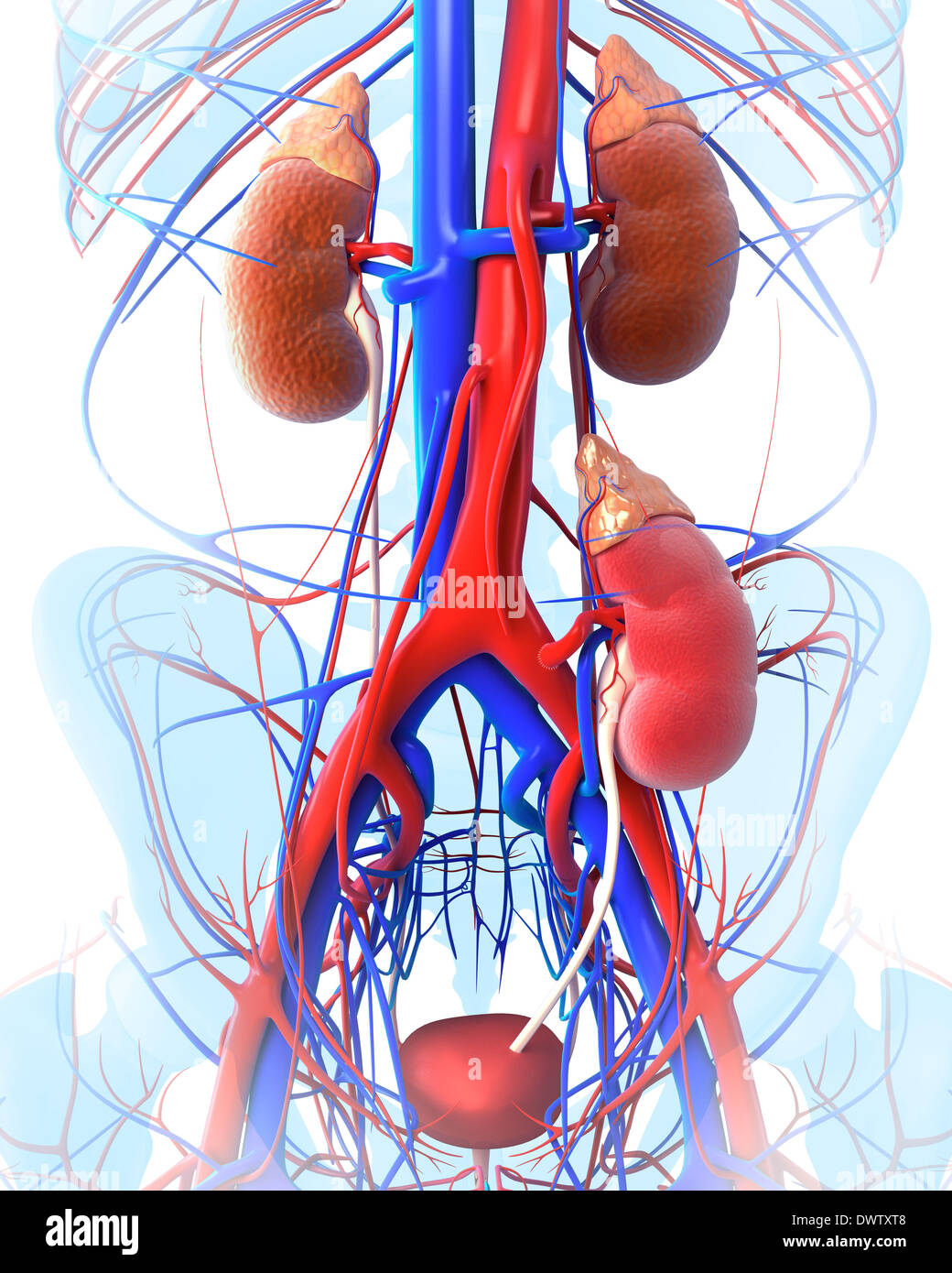 Transplant kidney drawing Stock Photo - Alamy