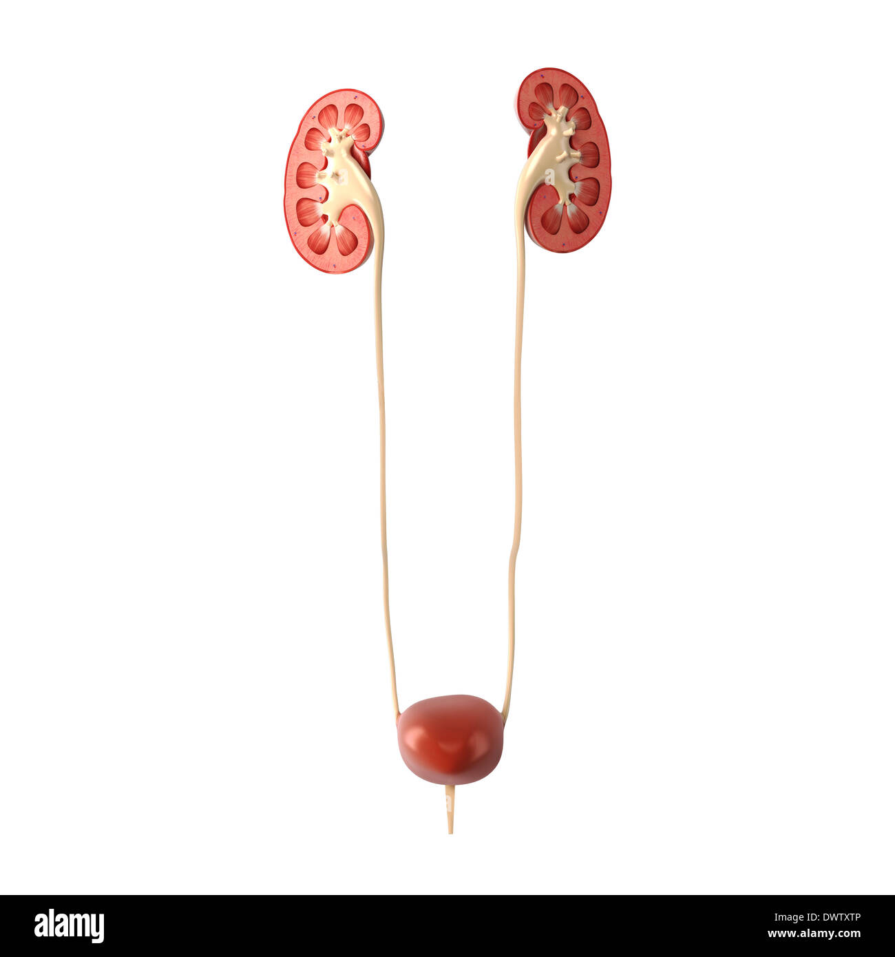 Urinary system drawing Stock Photo - Alamy