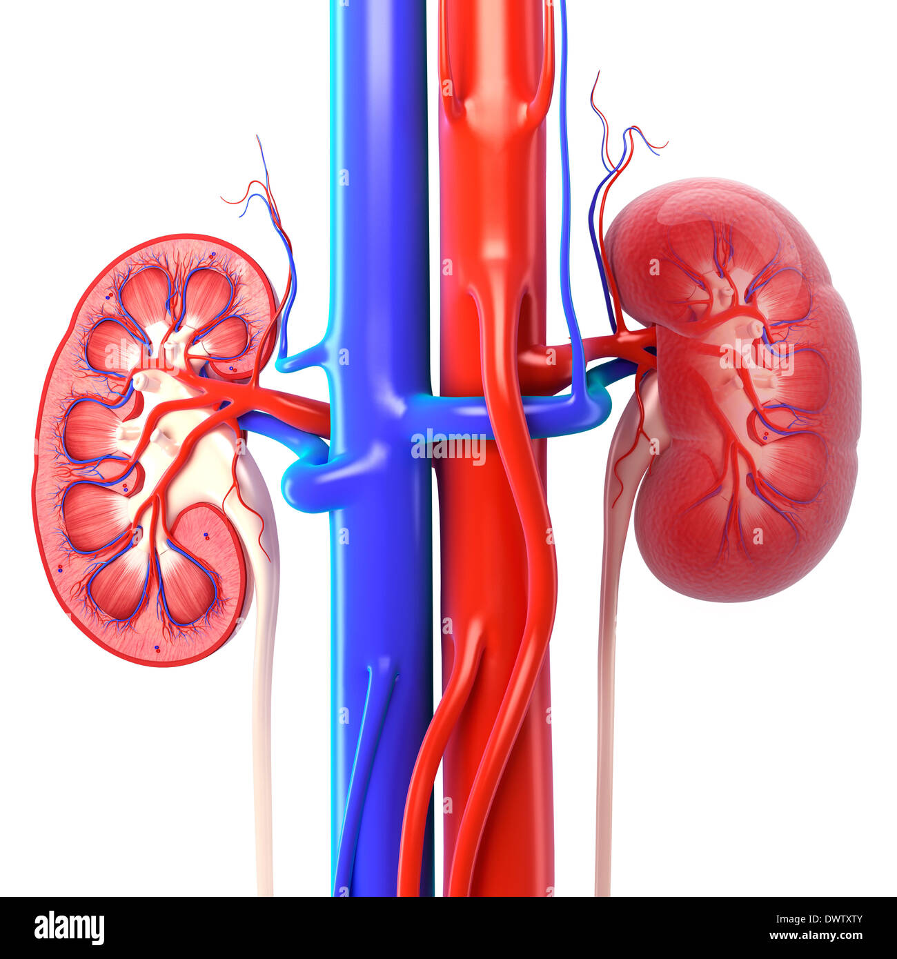 Renal Drawing Stock Photos & Renal Drawing Stock Images - Alamy