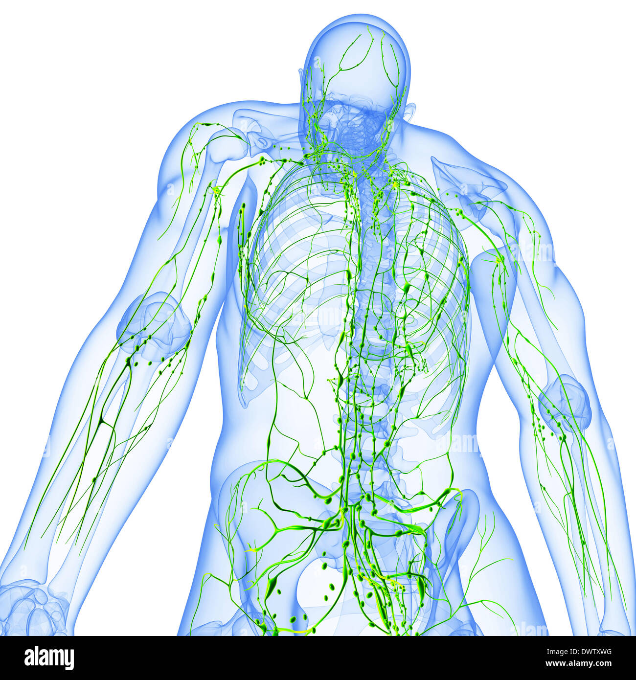 Lymphatic system back drawing Stock Photo - Alamy
